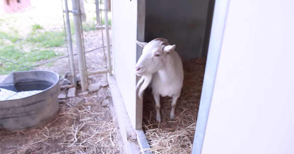 Donkey Comforts Heartbroken Goat, Heals Broken Heart, and There’s a ...