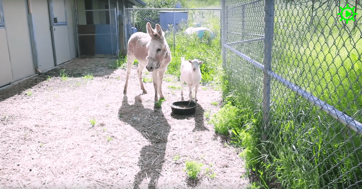 Donkey Comforts Heartbroken Goat, Heals Broken Heart, and There’s a ...