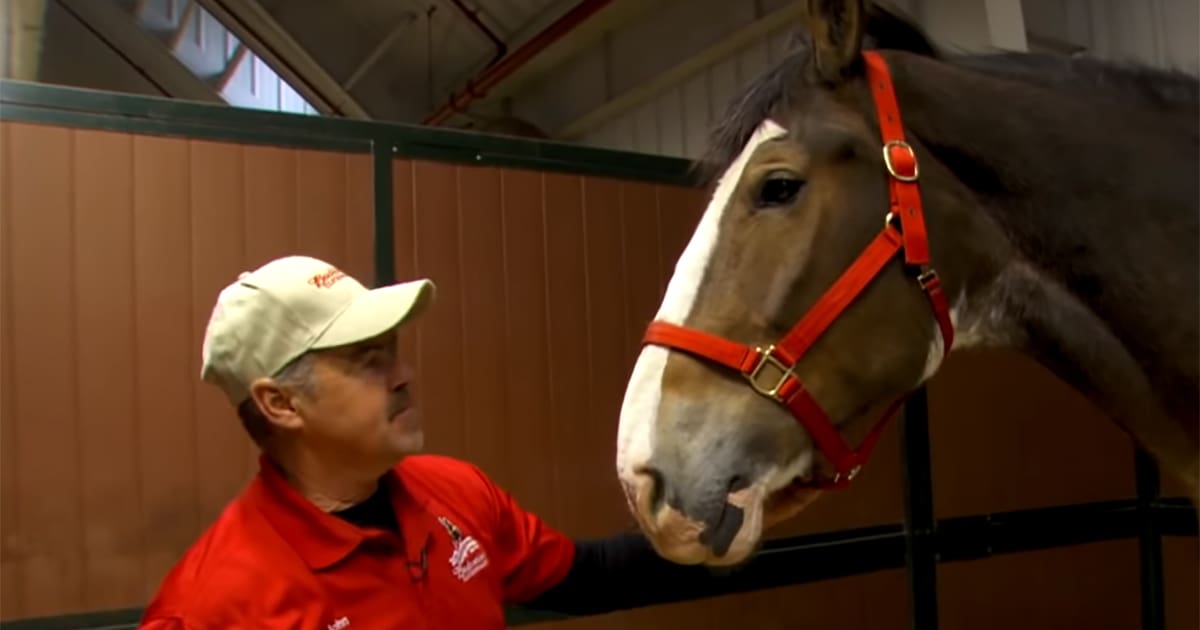 Remember the Budweiser Clydesdales? Behind-the-scenes footage shows ...