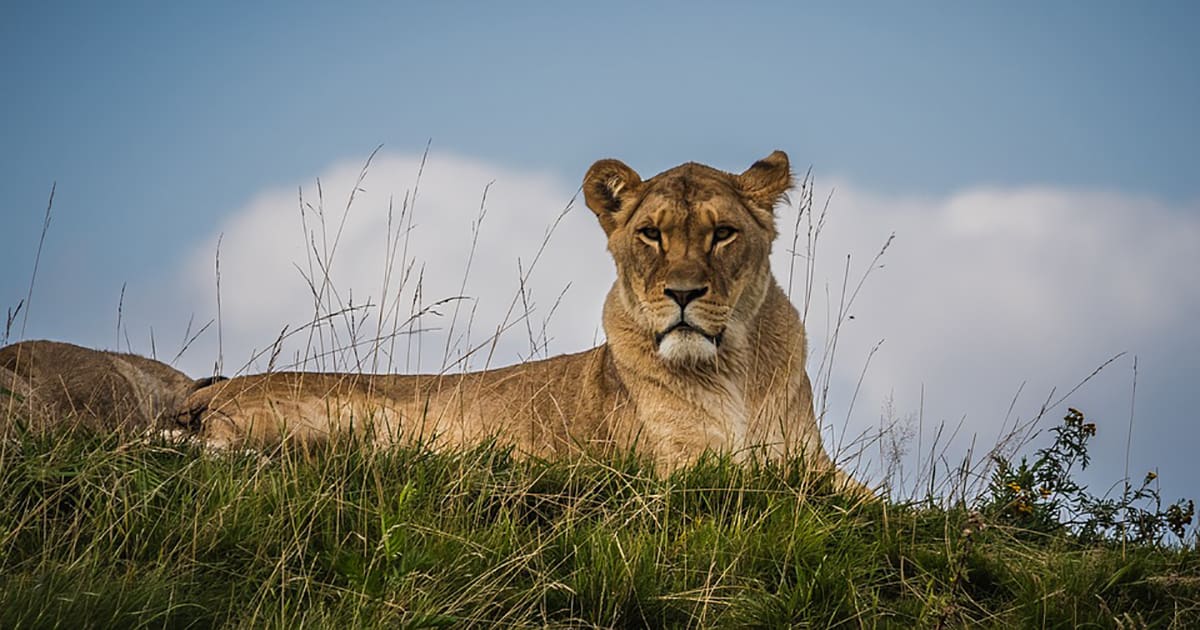 He rescued her when she was a cub; would the lioness recognize him now ...
