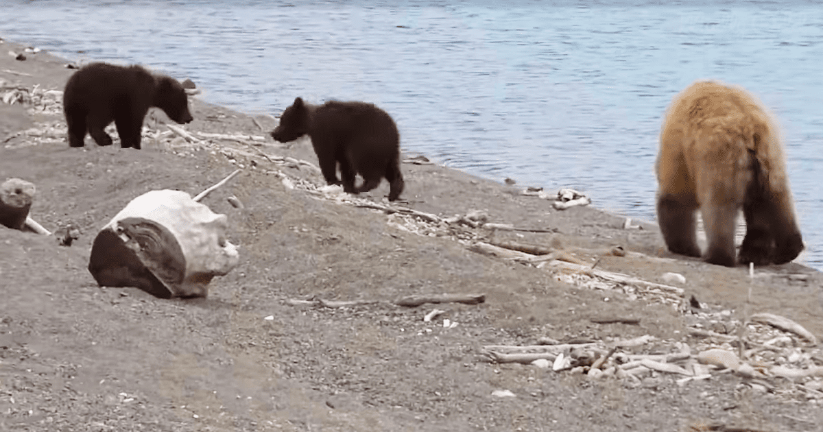 Grizzly Mom and Cubs Surprise Hiker As He Captures Harrowing Footage of ...