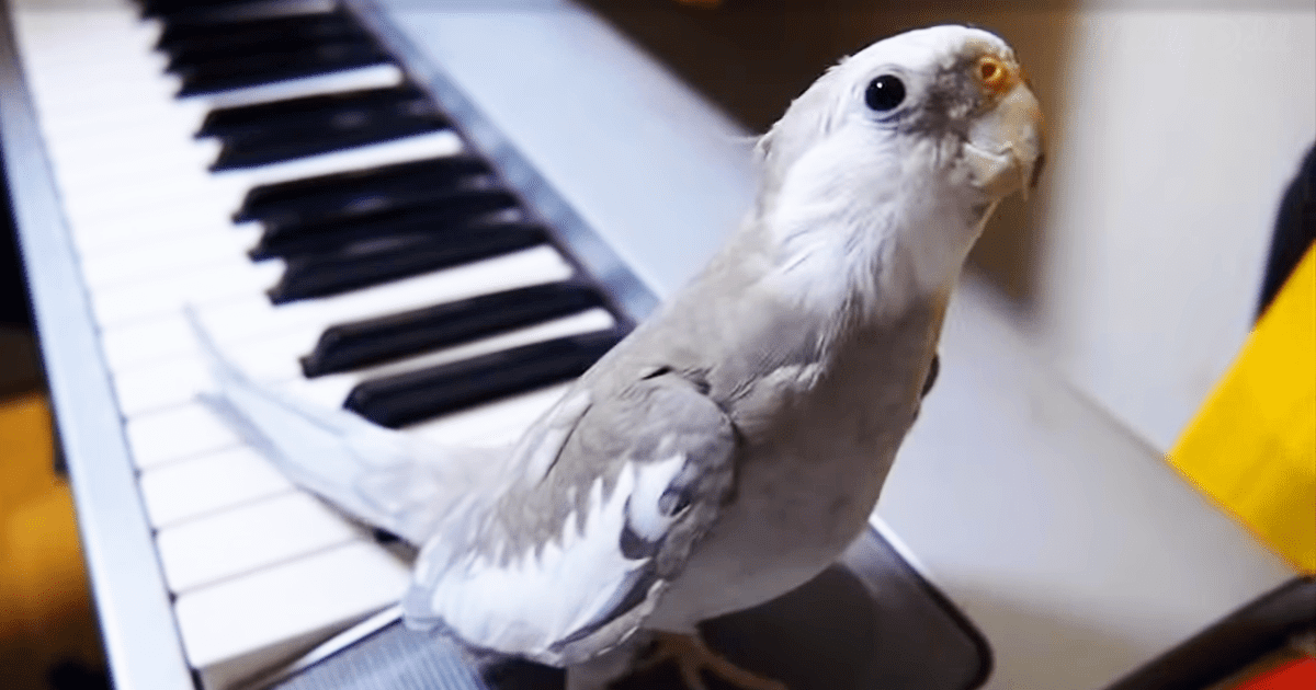 Very Friendly Cockatiel Sits Down At Piano — Stuns Everyone With His ...