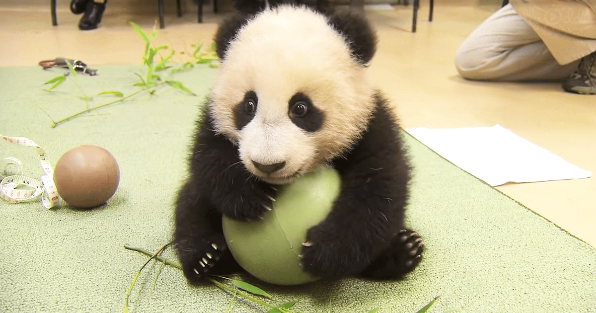 Doctors Try To Take Away Panda’s Ball. But Watch His Adorable Fit When ...