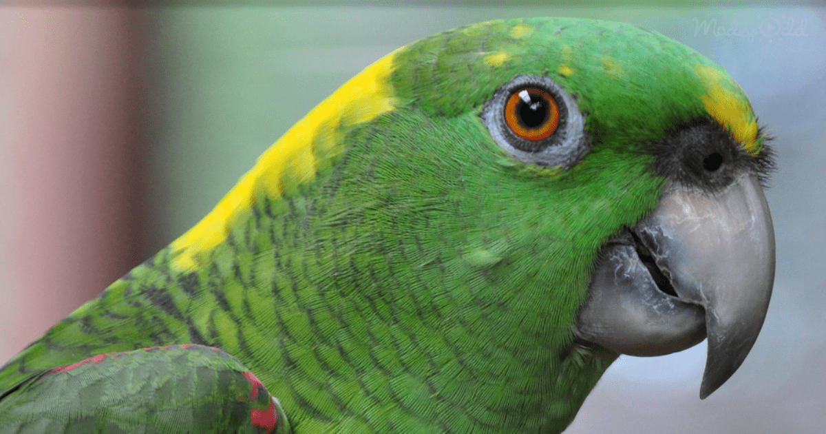 You’ll Be In Tears Over This Parrot Hysterically Singing ...