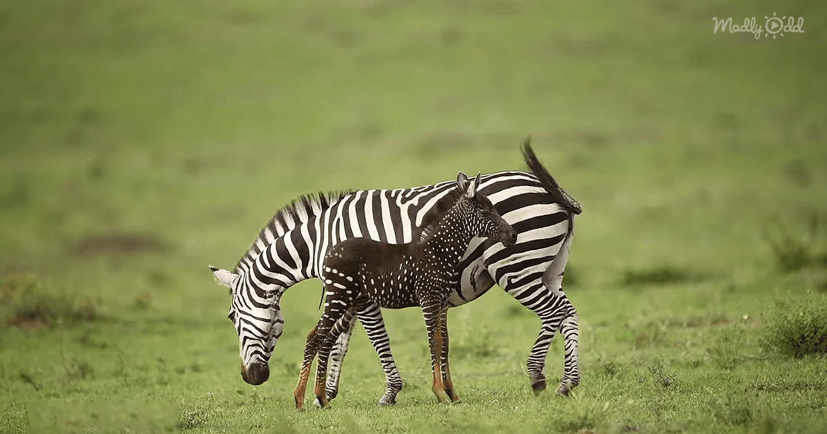 Baby Zebra Found With Spots Where There Should Be Stripes - Country Bucket