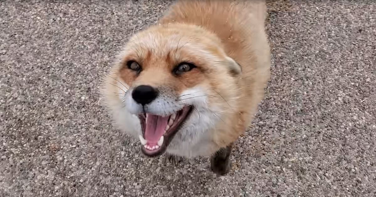 Adorable Red Fox Laughs While Being Pet - Country Bucket