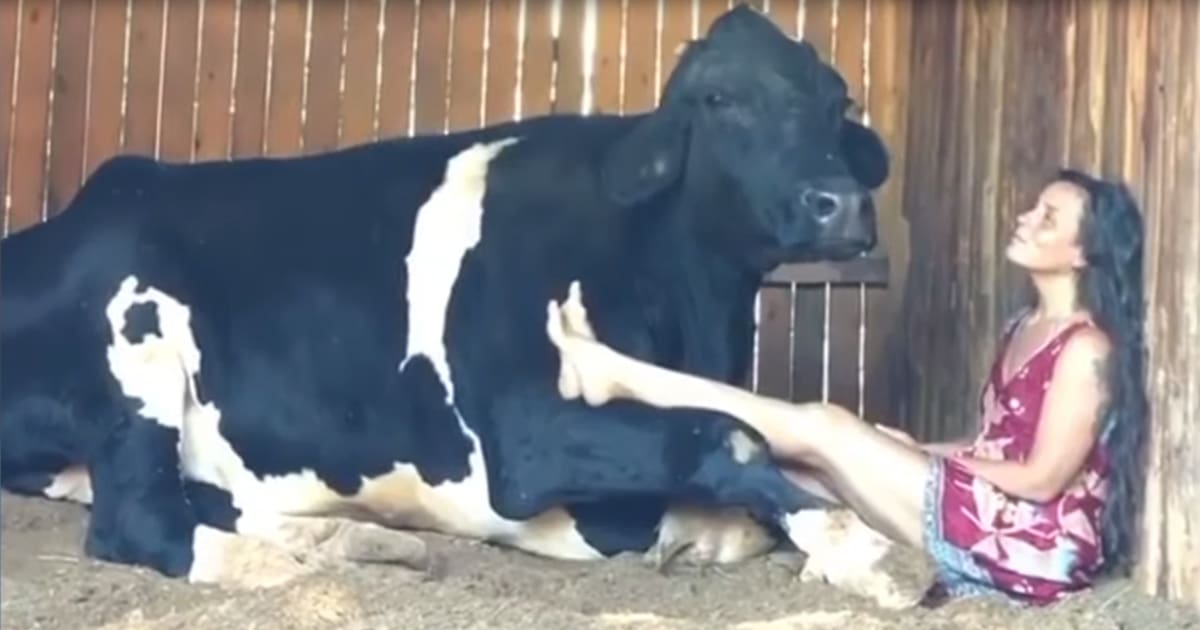 Lady And Her Cow Create Most Unlikely Duet Ever - Country Bucket