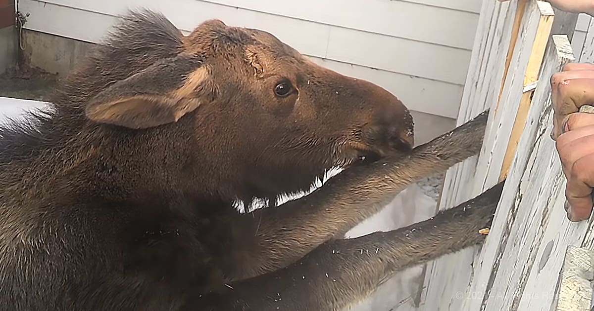 Stuck Baby Moose With the Biggest Brown Eyes Is Happy Someone Stopped ...