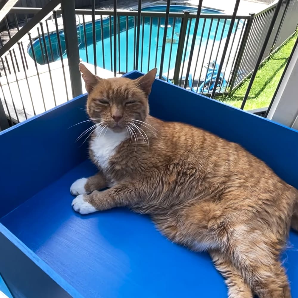 Senior Cat Gets a Custom-Made Elevator to Aid His Mobility - Country Bucket