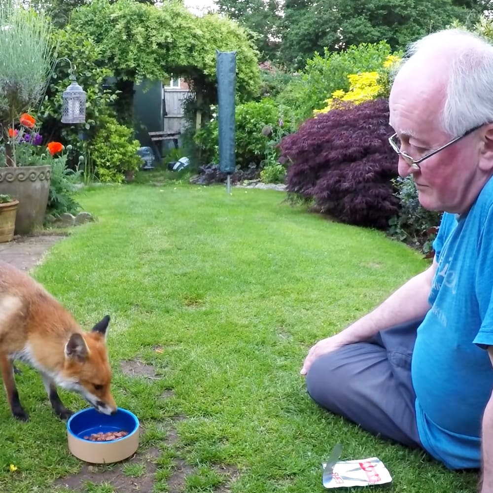 Friendly Fox Visits Man’s Garden, Stays for Lunch - Country Bucket