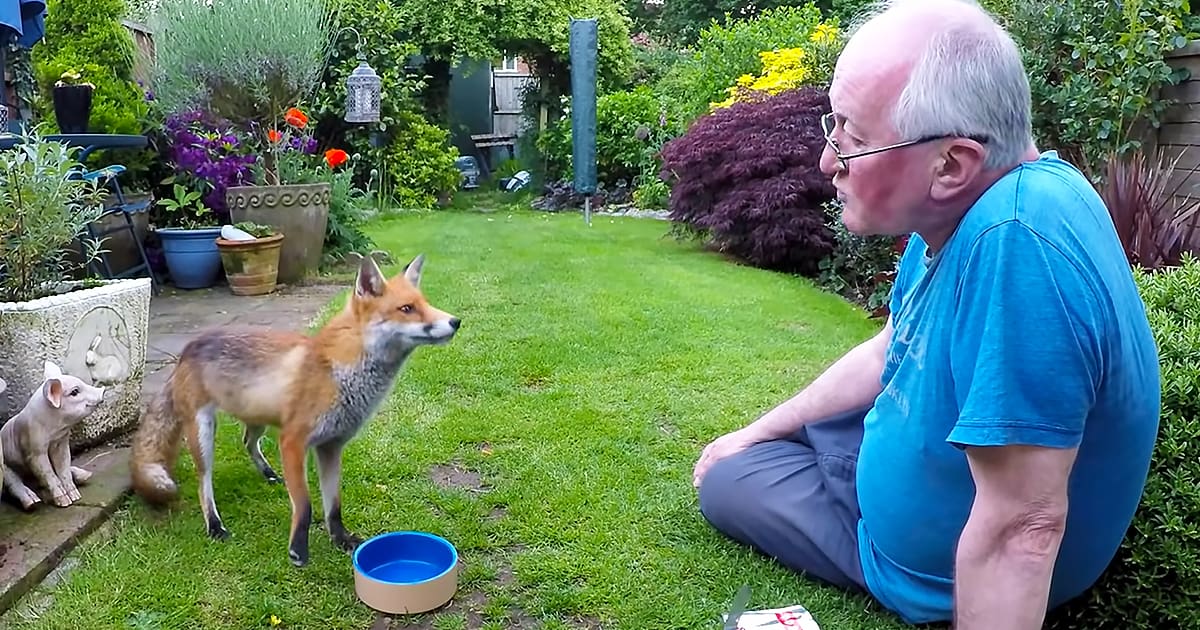 Friendly Fox Visits Man’s Garden, Stays for Lunch - Country Bucket