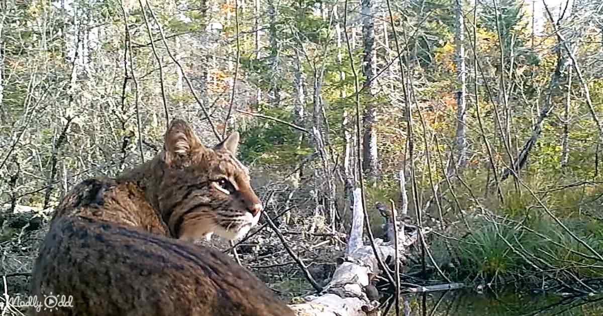 Trail Camera Spots Rare Wildlife By Log - Country Bucket