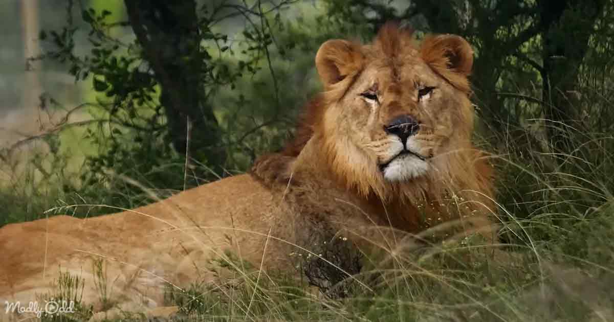 Race to Save Endangered Big Cats - Country Bucket