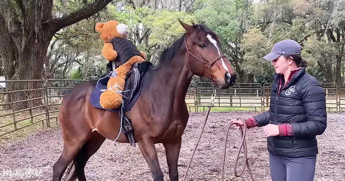 Fearless rider calms bucking horse with heartwarming kindness - Country Bucket