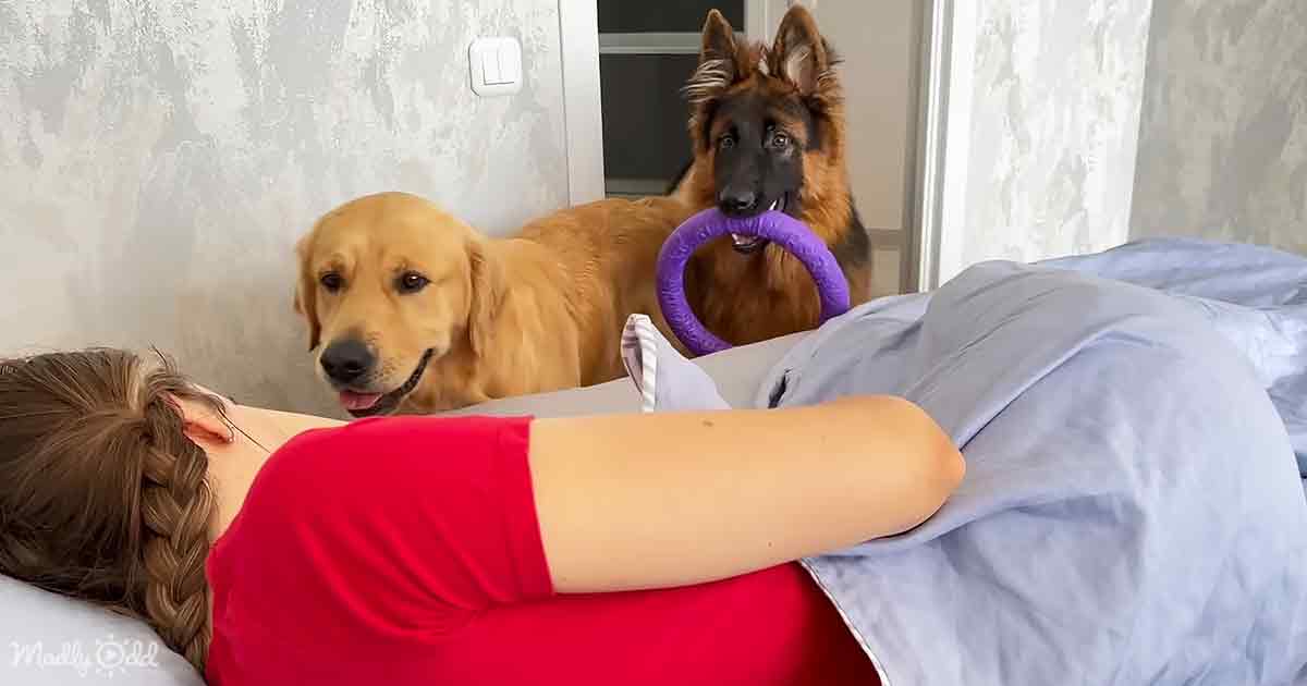 Love, Loyalty, and Life Lessons on Raising German Shepherd - Country Bucket