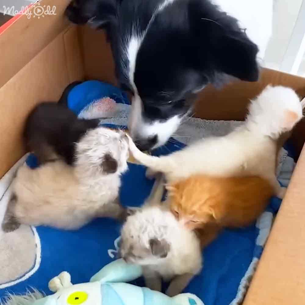 Once scared of kittens, dog becomes proudest foster mom - Country Bucket