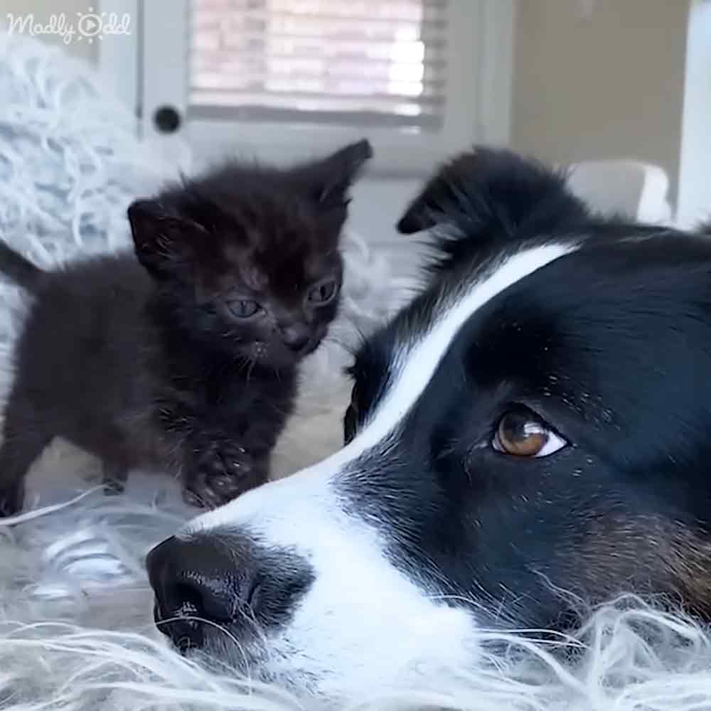 Once scared of kittens, dog becomes proudest foster mom - Country Bucket