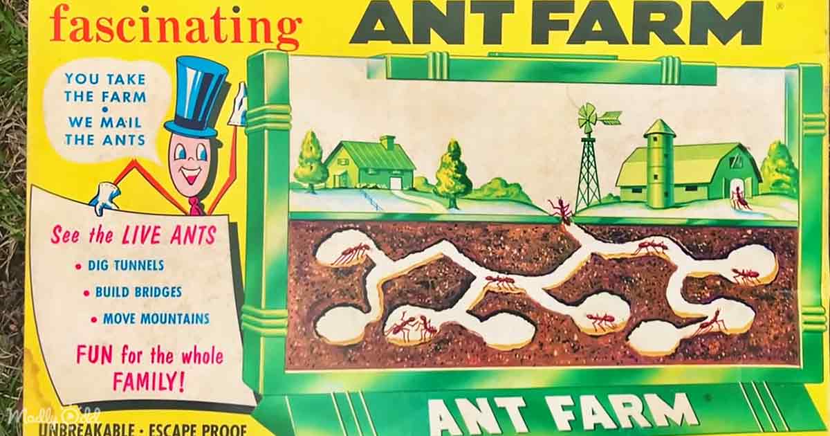 When ant farms ruled: Treasured childhood memories of the 1960s ...