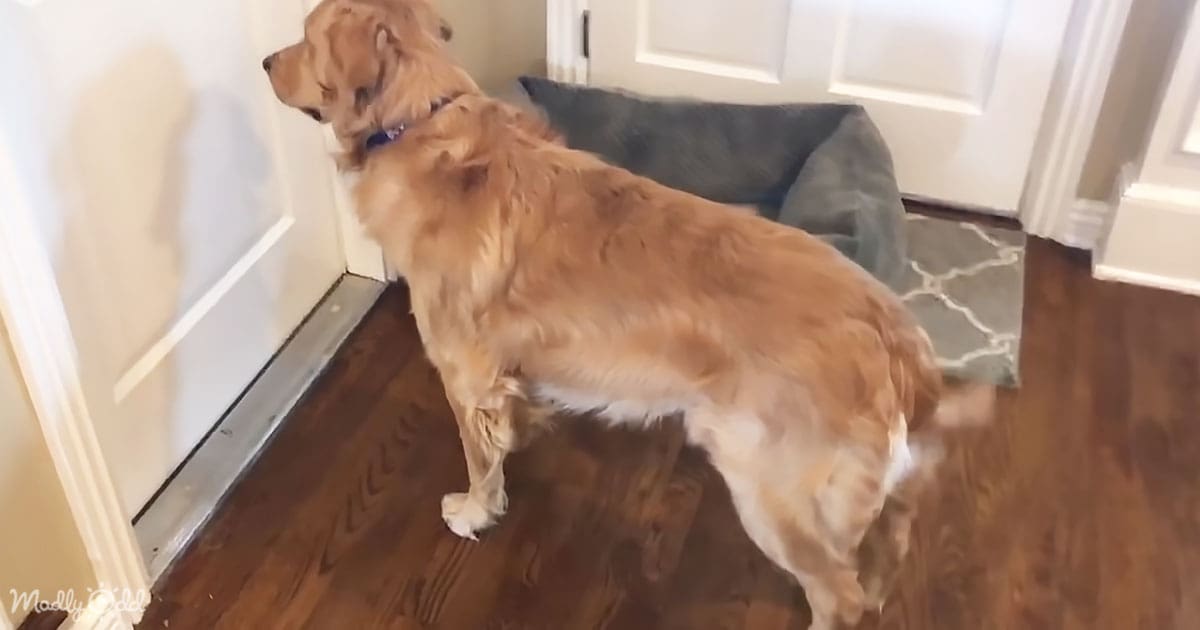 Golden Retriever Encounters His Charming Biological Sibling for the ...