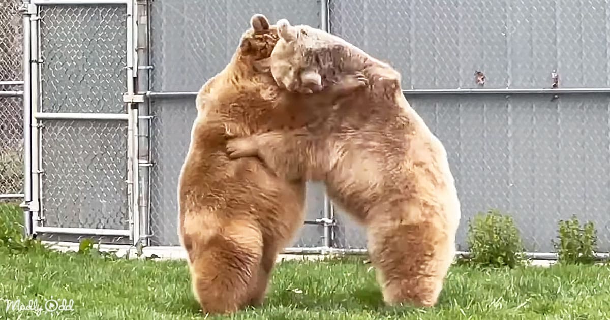 Syrian brown bears win hearts with their playful strength and bonding ...