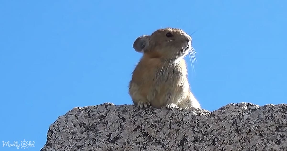 ‘Queen’-singing Pika’s video goes viral for all the good reasons ...