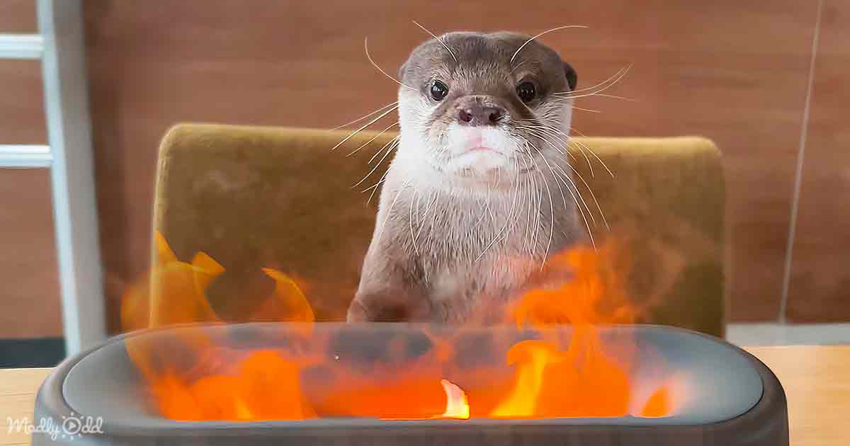 Naughty otters encounter mysterious Fire Illusion - Country Bucket