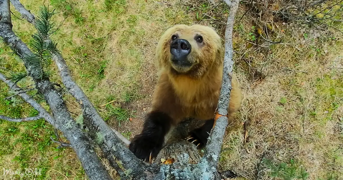 Dancing Bears Shed Winter Coats in Forest Dance Ritual - Country Bucket