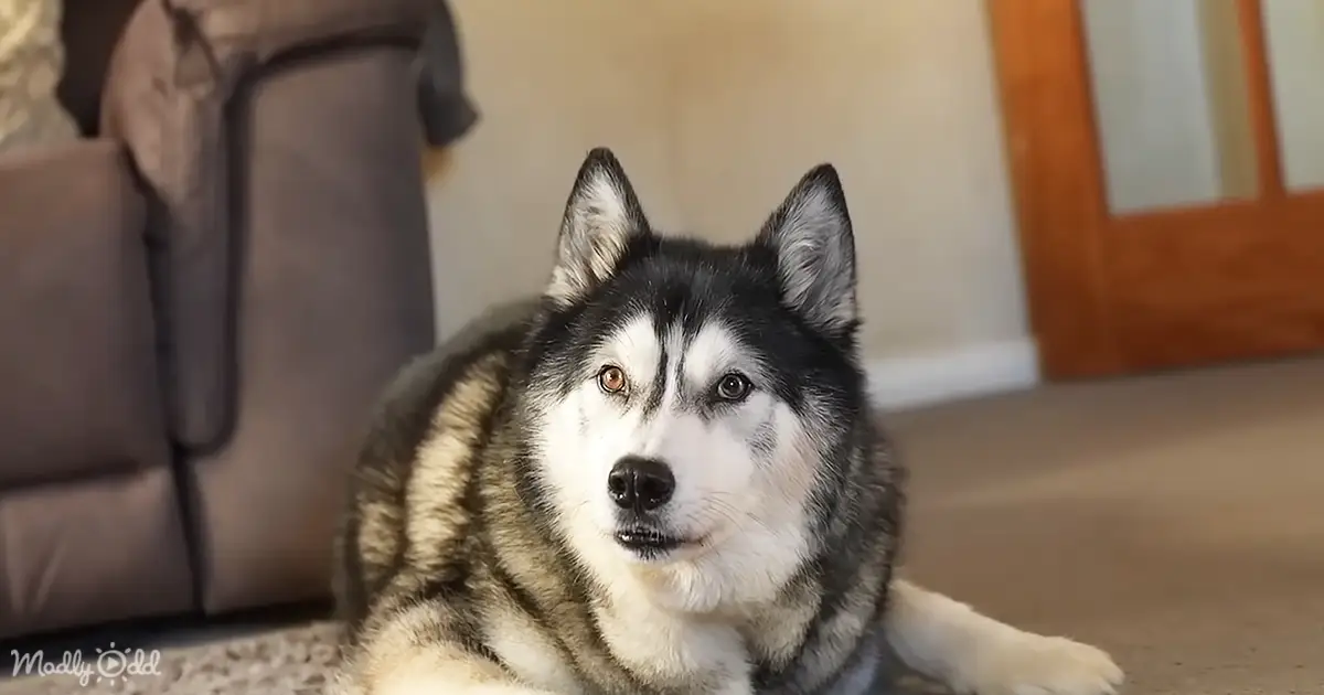 Key's all invested in his favorite soap, WaffleEnders. Jodie Boo didn't ...