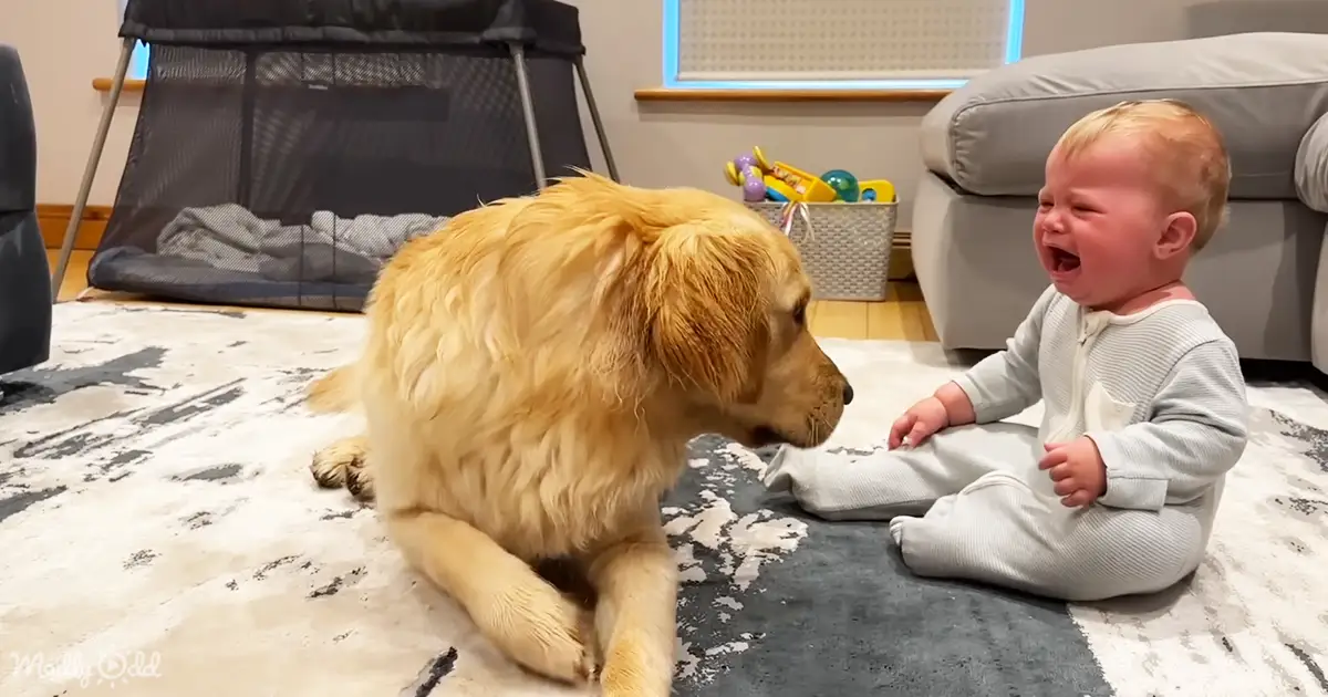 Golden Retriever Sweetly Apologizes With Kisses - Country Bucket