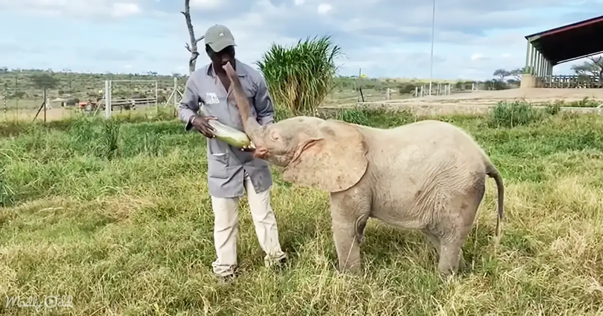 Elephants’ Sunrise Adventures and Milk Bottle Moments - Country Bucket