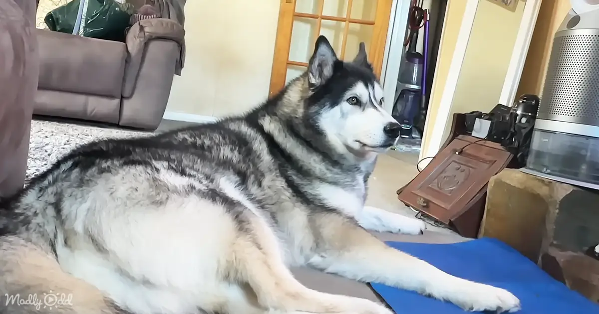 Key's all invested in his favorite soap, WaffleEnders. Jodie Boo didn't ...