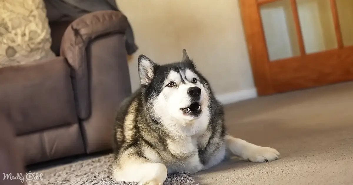 Key's all invested in his favorite soap, WaffleEnders. Jodie Boo didn't ...