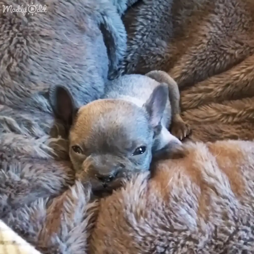 Sassy rescue Frenchie pup lovably complains about his stinky roommate ...