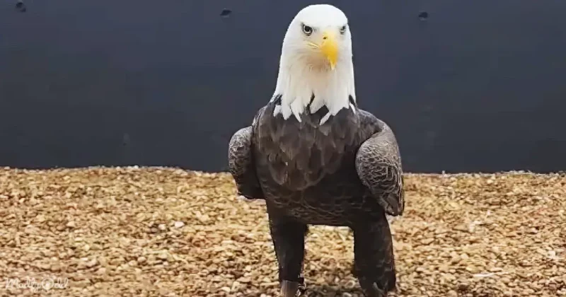 The Inspiring Journey of a Rescued Bald Eagle Embracing Life with Human ...