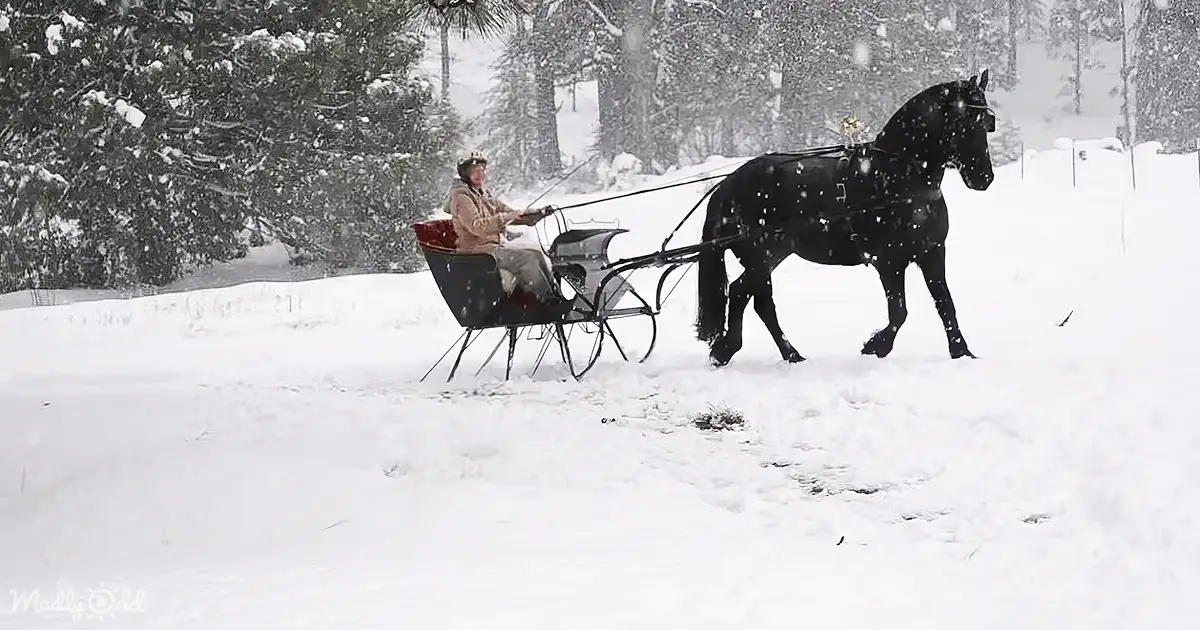 Trotting Through Snow On A Friesian Horse-Drawn Sleigh Is Just So ...