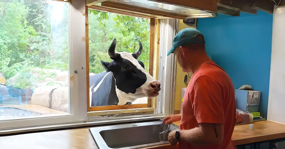 Peek-a-Moo! See the Giant Pet Cow Who Comes Calling Every Day for Hugs ...