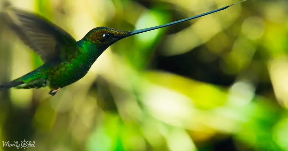 See The World’s Longest Bird Beak In This Stunning 4K Planet Earth Clip ...
