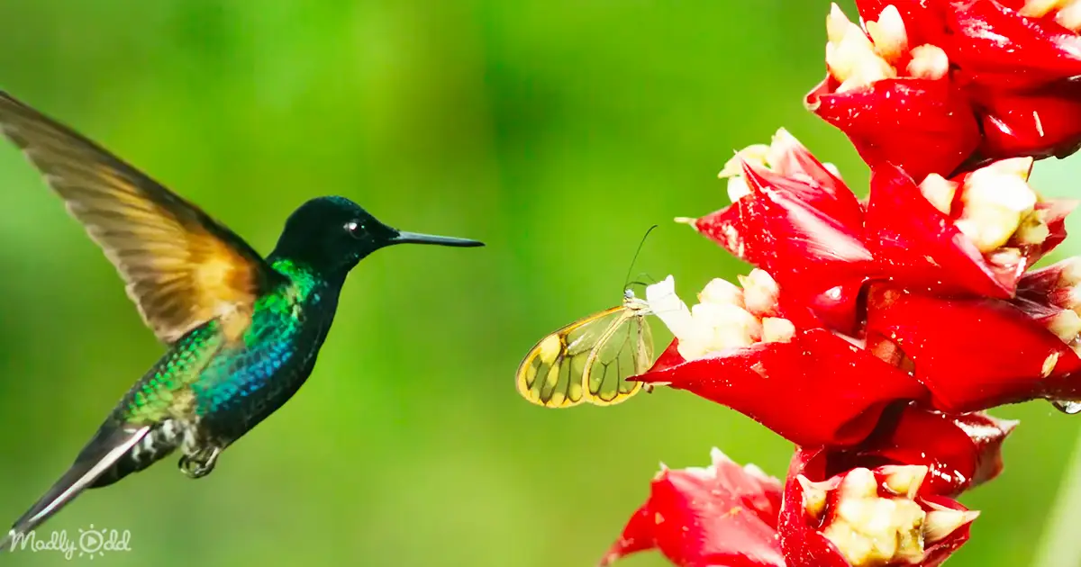 See The World’s Longest Bird Beak In This Stunning 4K Planet Earth Clip ...
