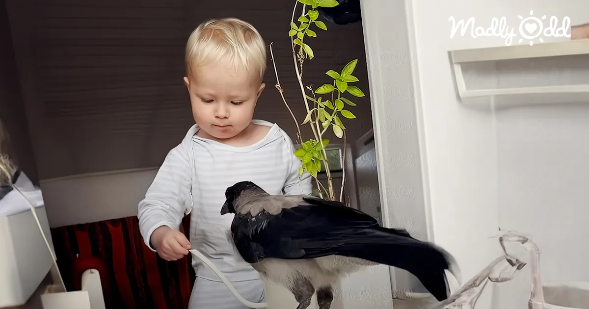Faithful crow, rescued by boy, waits for him to get home from school ...