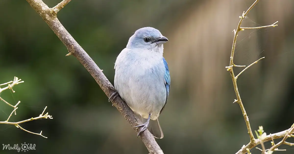 Birdsong Set To Relaxing Nature Visuals The Perfect Stress Relief