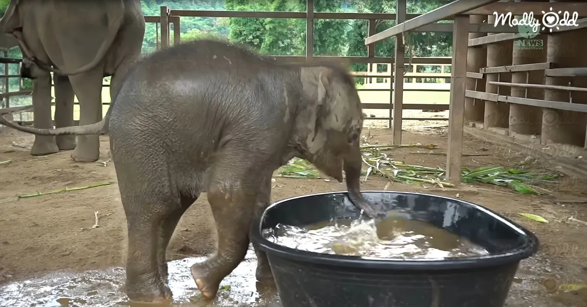 Baby elephant’s epic butt flop in kiddie pool is a jolly good chuckle ...
