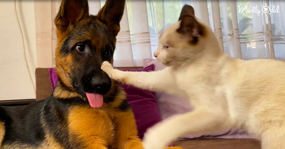 Goofy German Shepherd begs for boops from kitten - Country Bucket