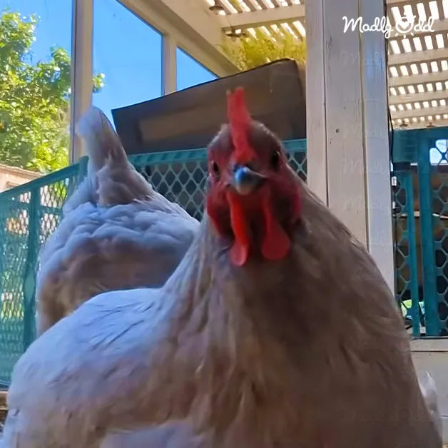 Plucky girl and her chicken, pickin’ and grinnin’ on the banjo ...