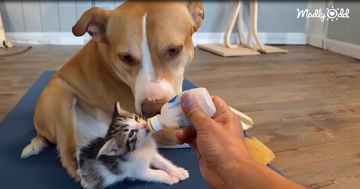 Pitbull believes she’s the ultimate cat mommy - Country Bucket