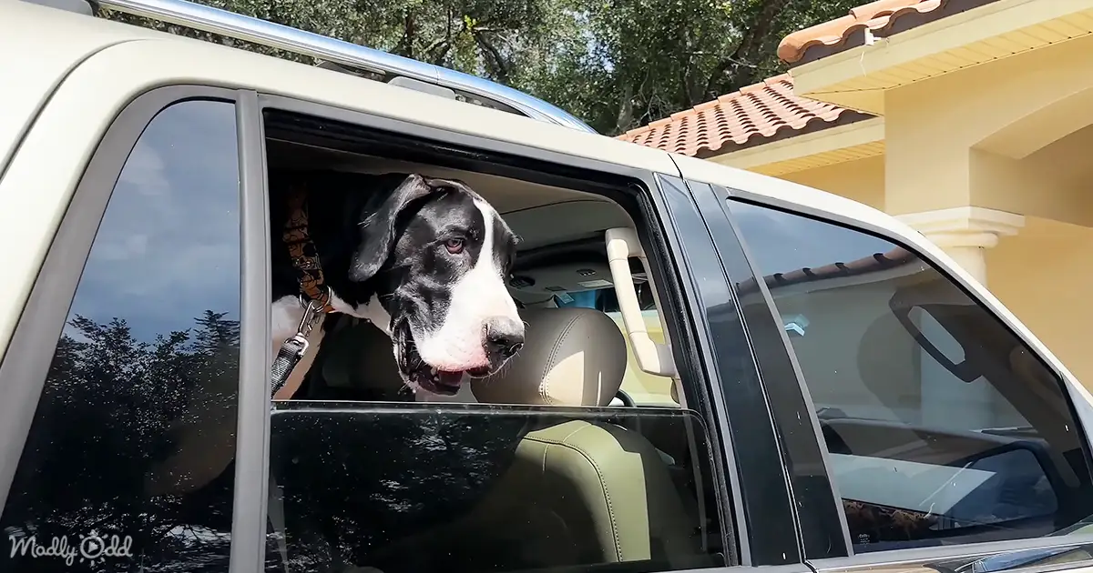 Great Dane’s fun-filled road trip ends in a happy but unexpected twist ...