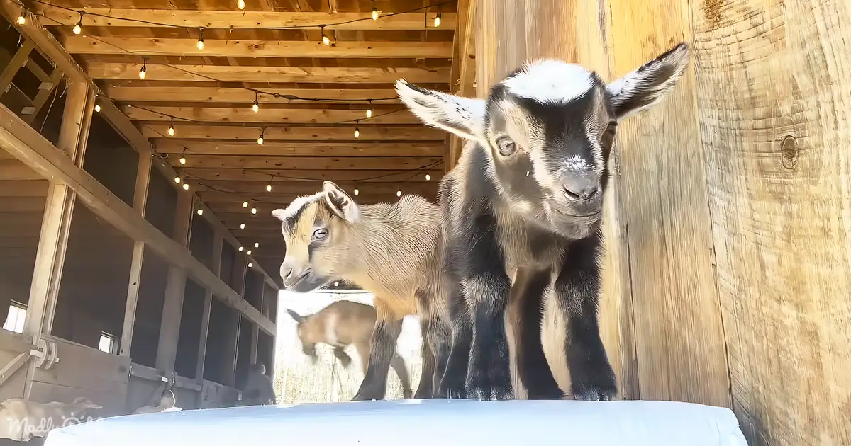 Curious Baby Goats Brighten the Barn with Playful Antics - Country Bucket