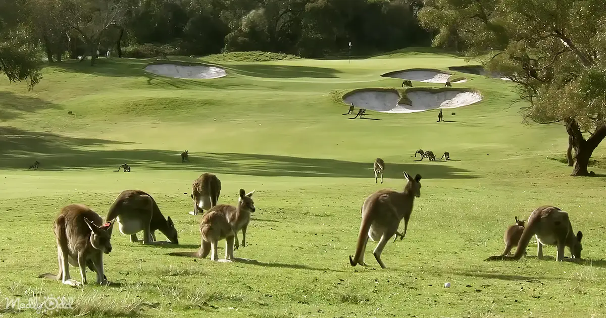 Kangaroo Takeover! Aussie Golf Course Swarmed by Roos in Viral Video ...