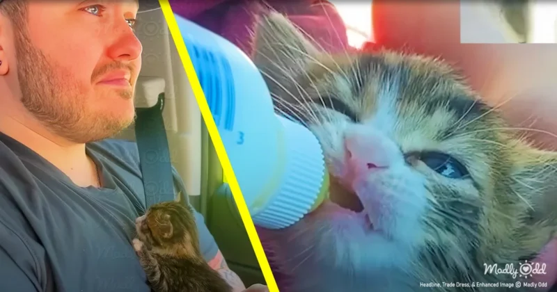 Drive-thru kitten rescue video will shatter your heart - Country Bucket