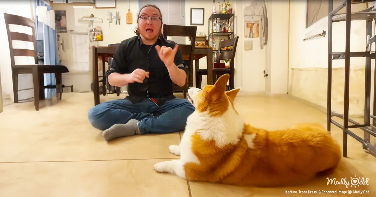 Genius Corgi learns sign language to chat with deaf parrent - Country ...